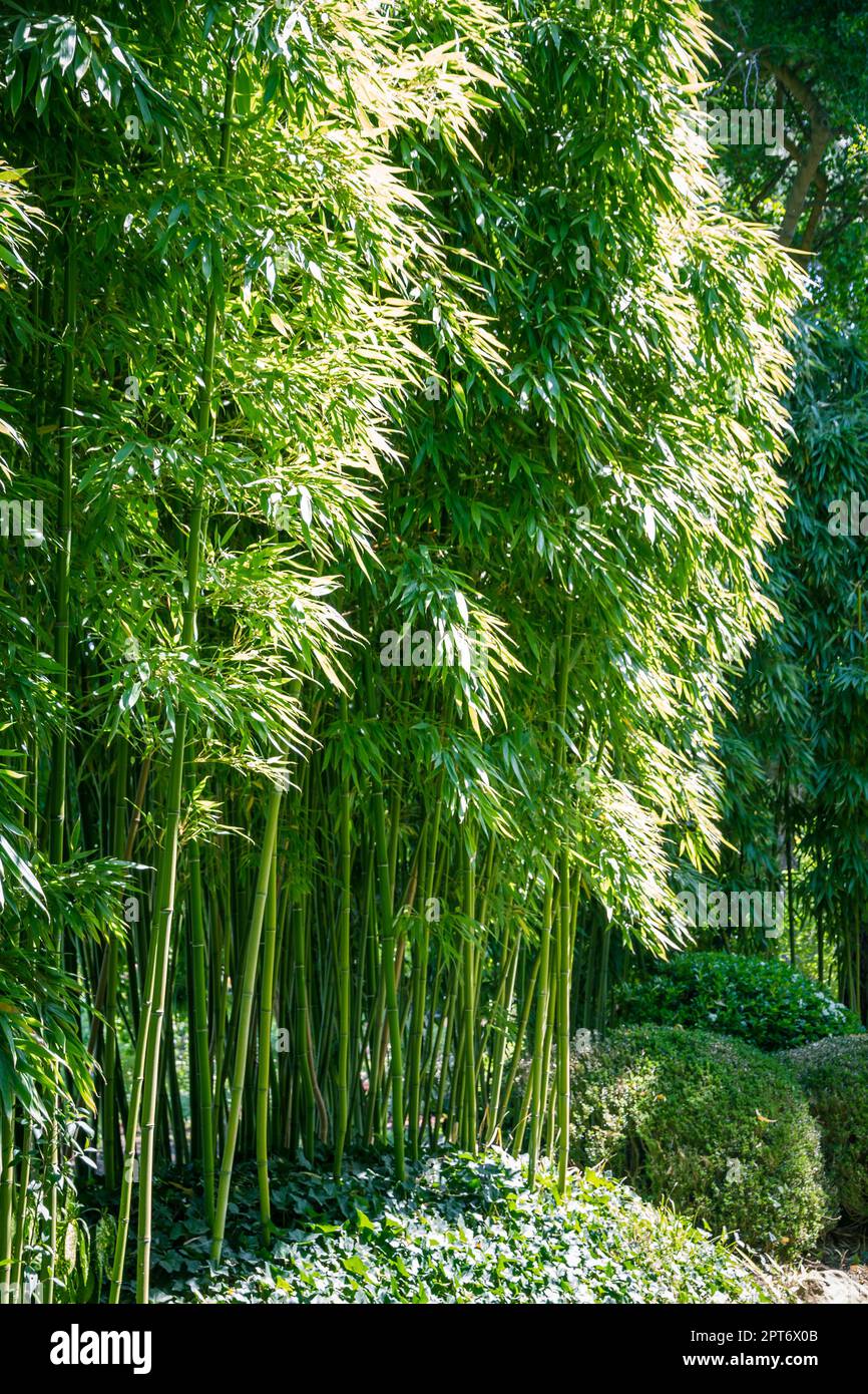 Bamboo tree detail. Green tropical forest, zen background Stock Photo ...