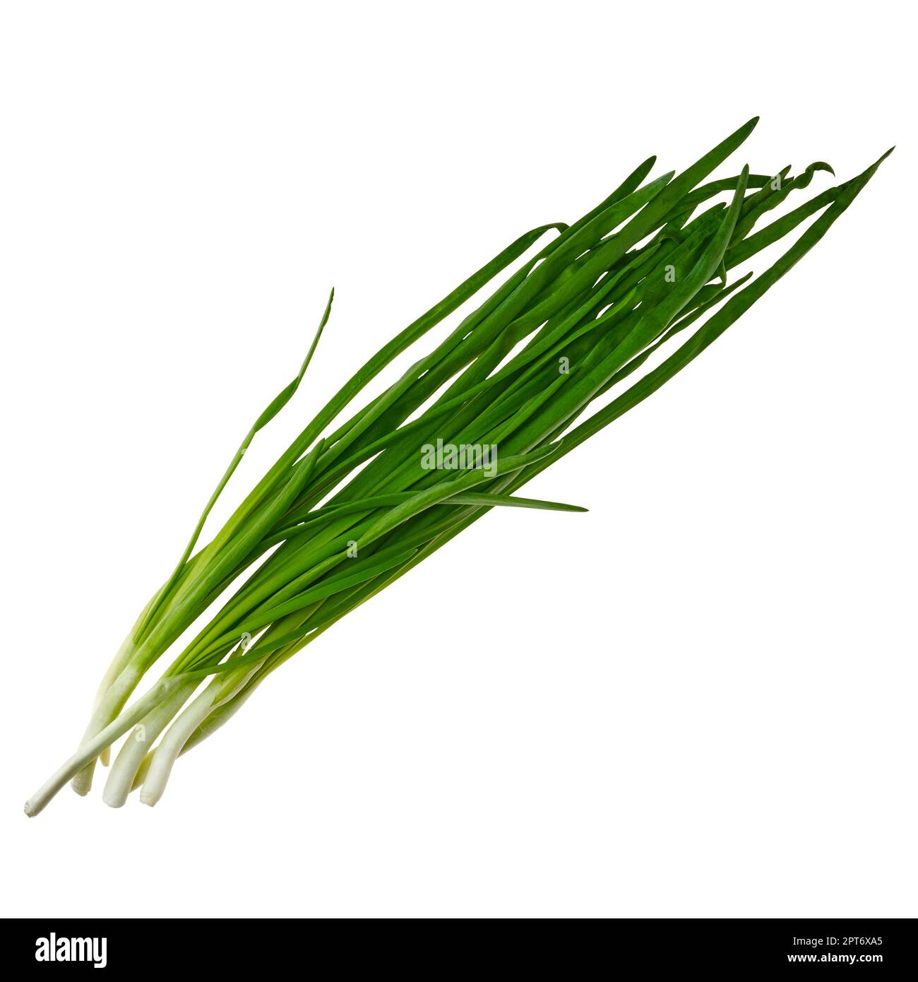 Top view of fresh spring onion isolated on white background Stock Photo ...