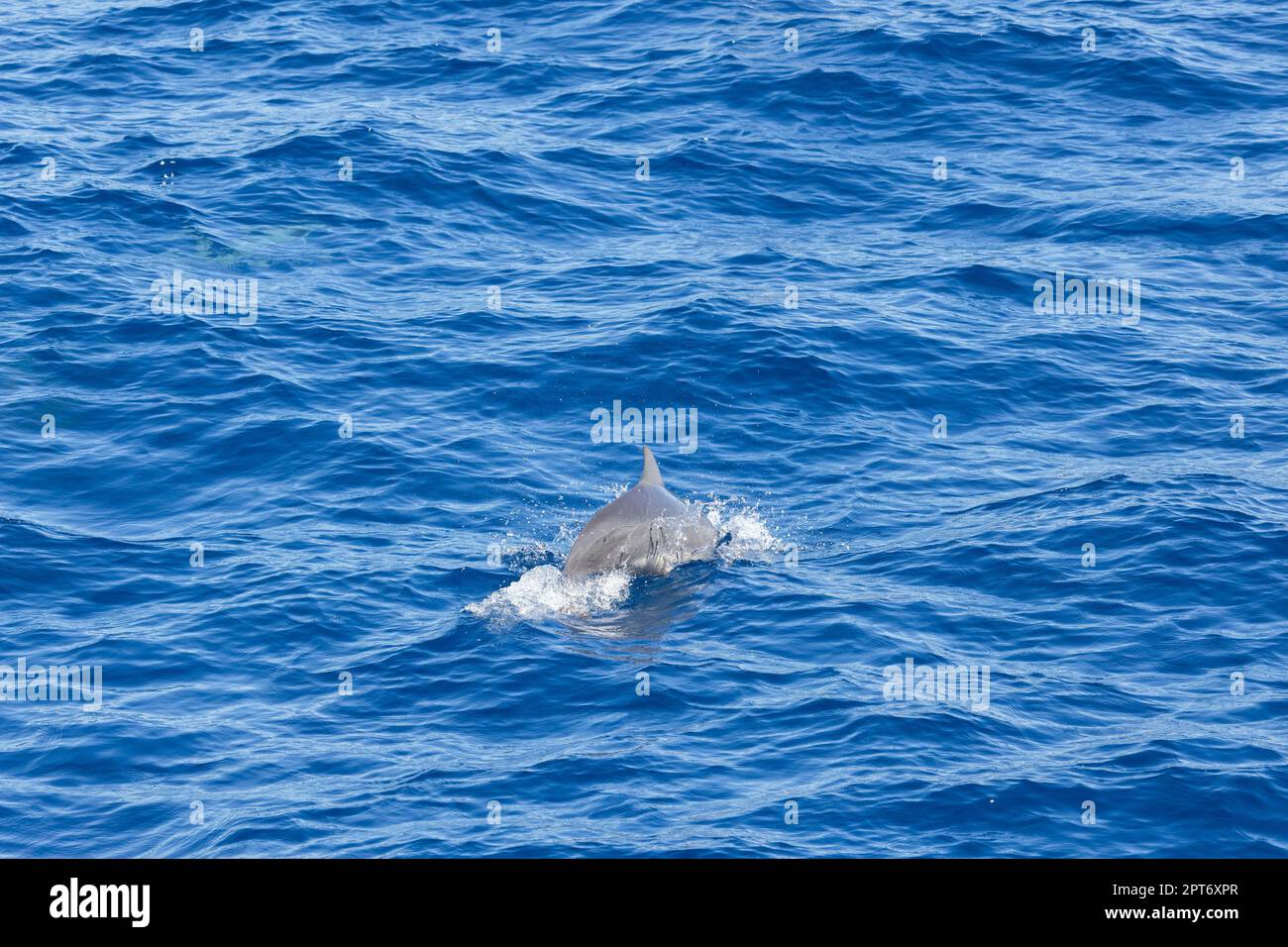 Dolphins jump out of the sea in Hualien harbor of Taiwan Stock Photo ...