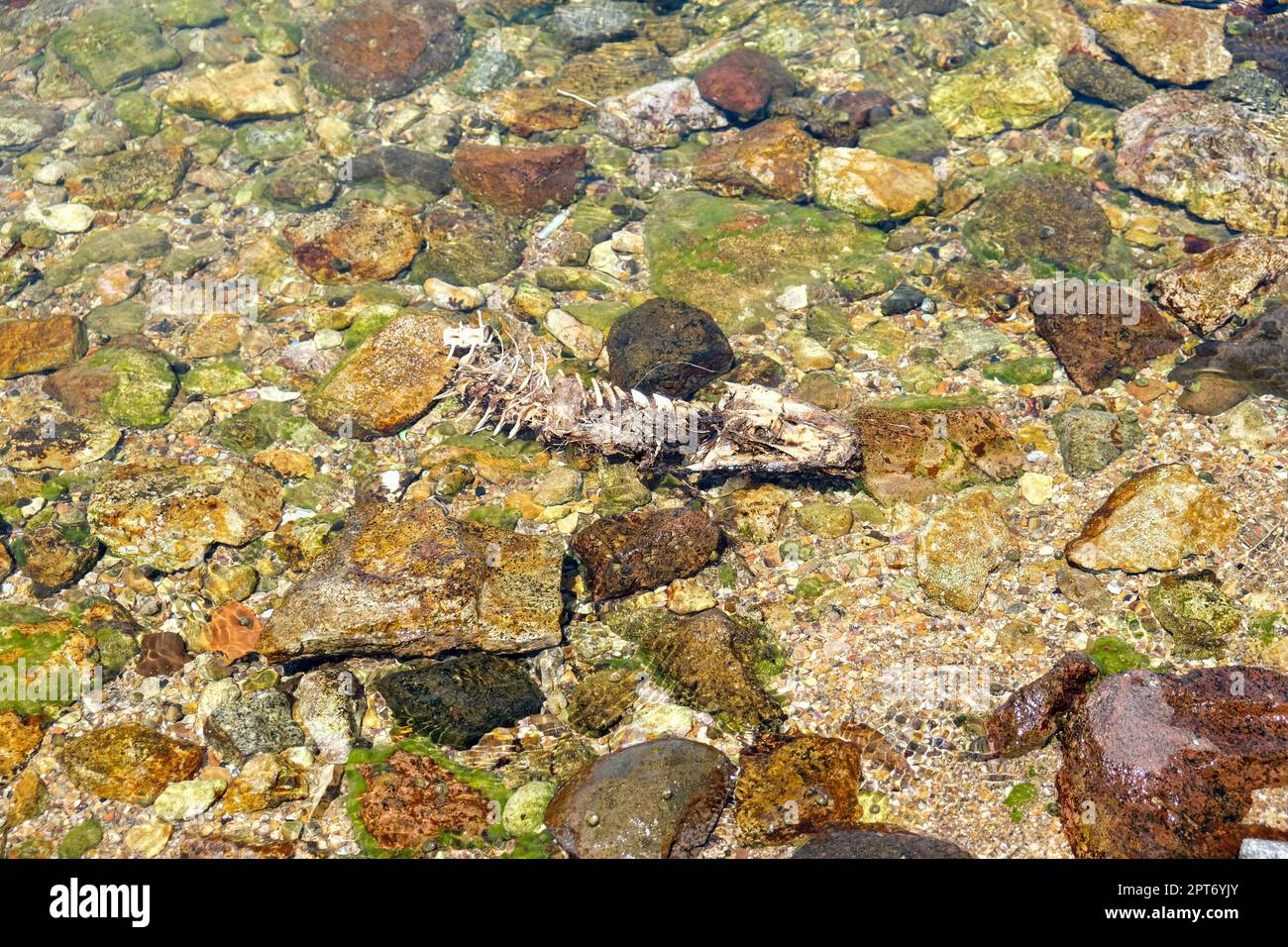 Fishbone design hi-res stock photography and images - Alamy