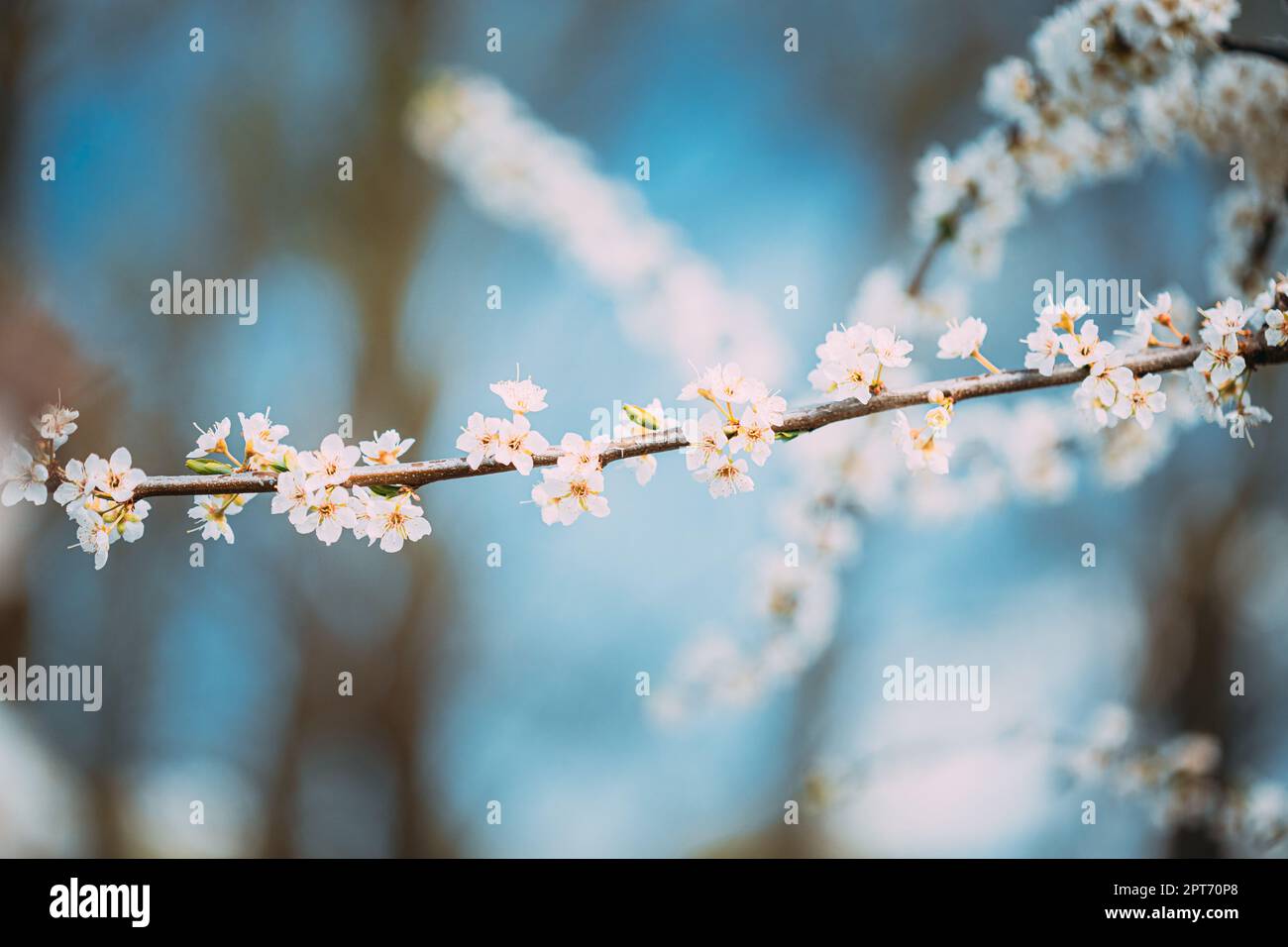 White Young Spring Flowers Of Prunus subg. Cerasus Growing In Branch Of ...