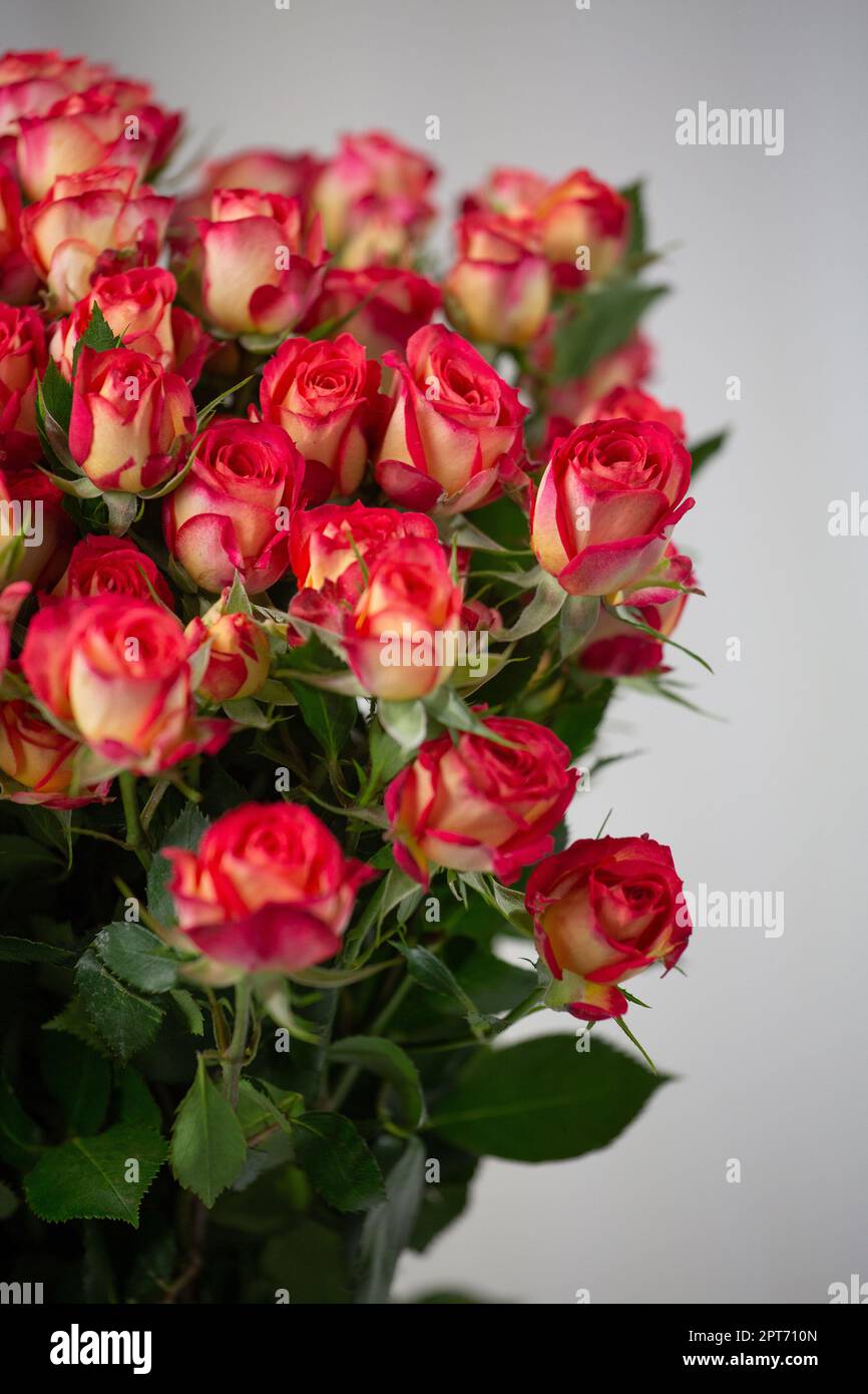 Bouquet consisting of many pink roses with tall stem. Festive bouquet ...