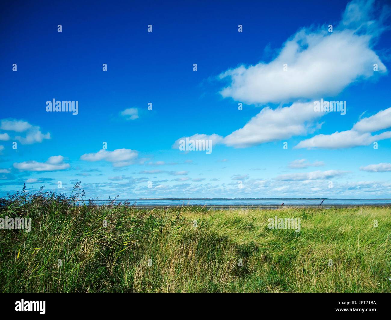 Low-angle landscape view over the green salt marshes on the East ...