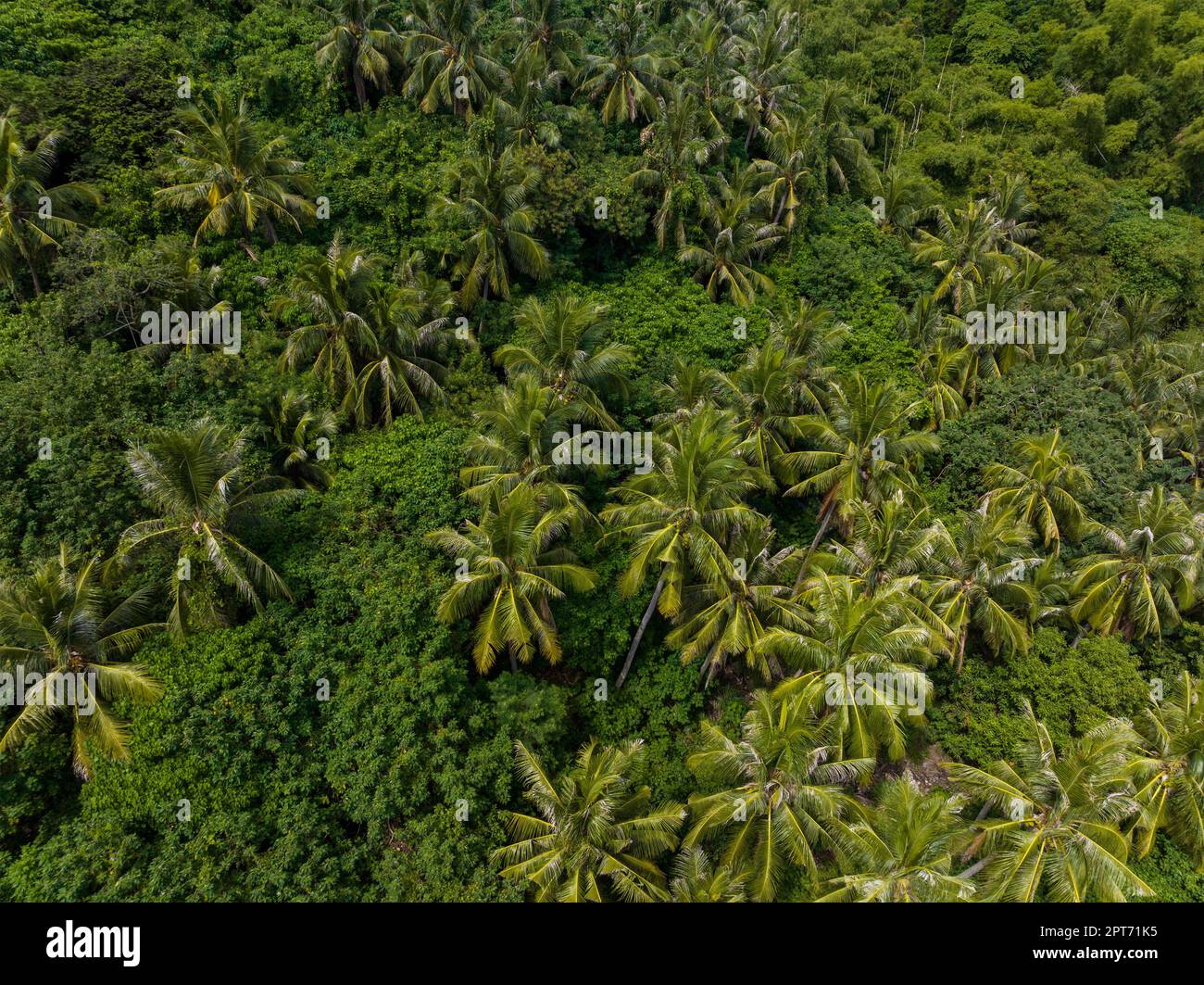 Top down view of the tropical forest jungle Stock Photo - Alamy