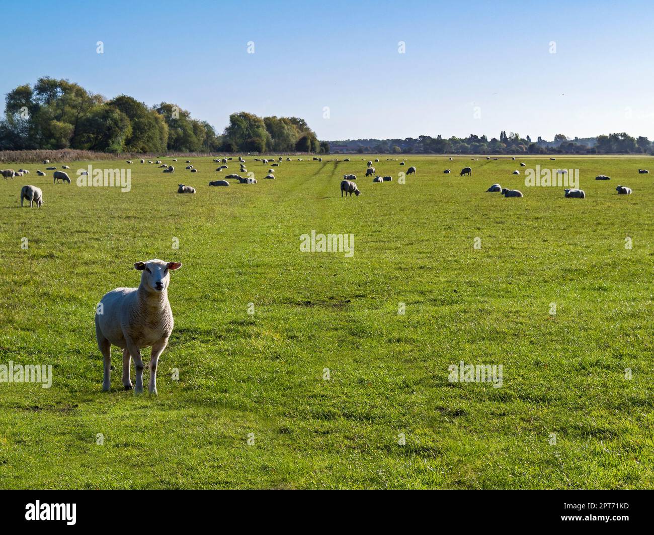 Flock of peaceful sheep in a green grass field with one sheep looking ...
