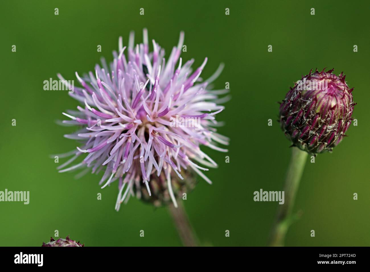 Creeping thistle, Cirsium arvense, flower and bud in close up with a ...
