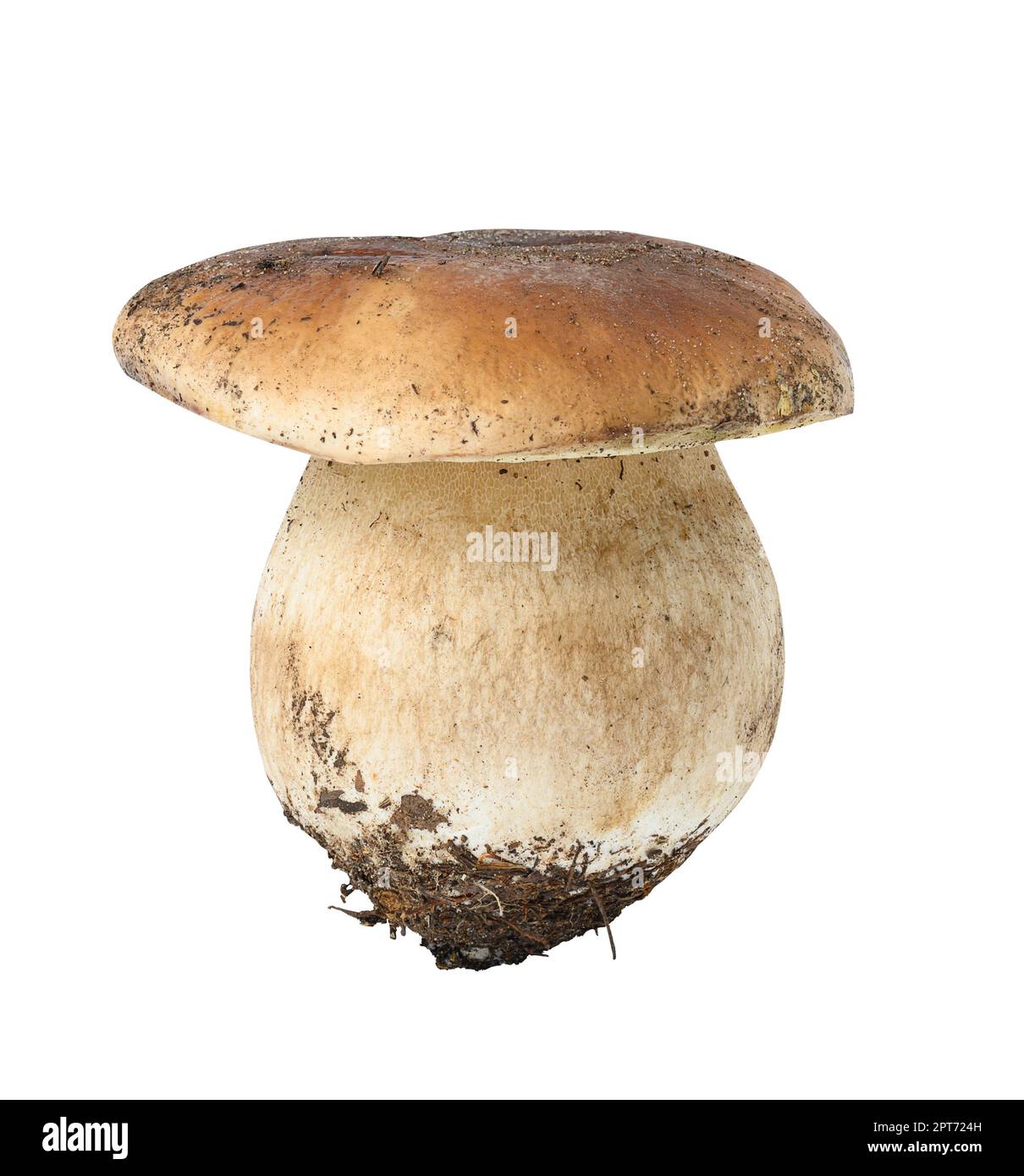 Fresh porcini mushroom on a white isolated background, forest mushroom ...