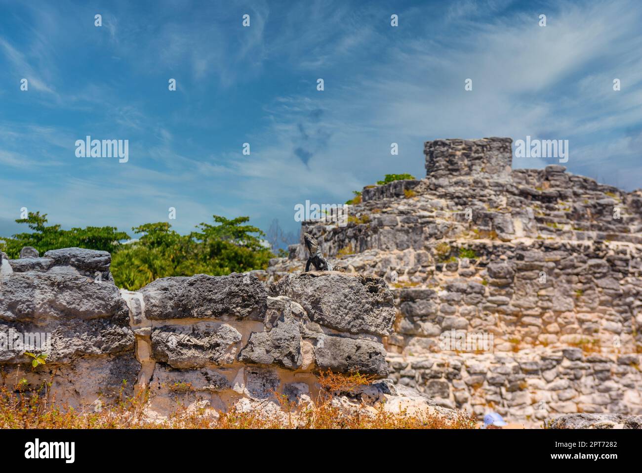 Iguana lizard in ancient ruins of Maya in El Rey Archaeological Zone ...