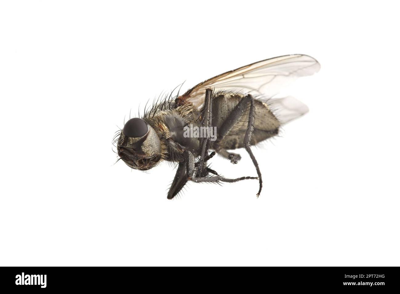 Dead fly macro on white background Stock Photo - Alamy