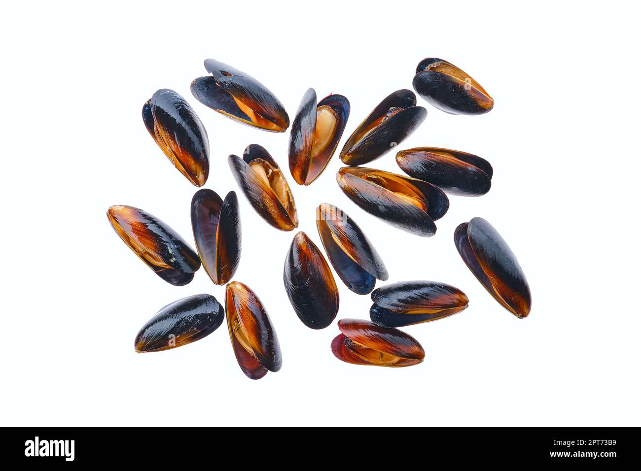 Top view of raw mussels isolated on white background Stock Photo - Alamy