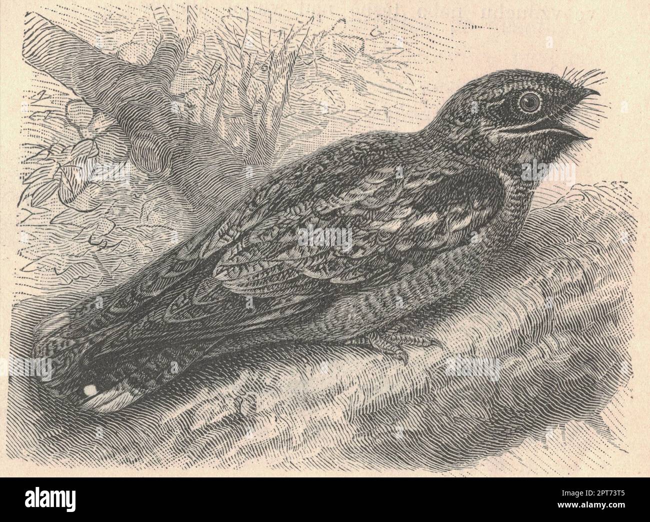Antique engraved illustration of the nightjar. Vintage illustration of ...