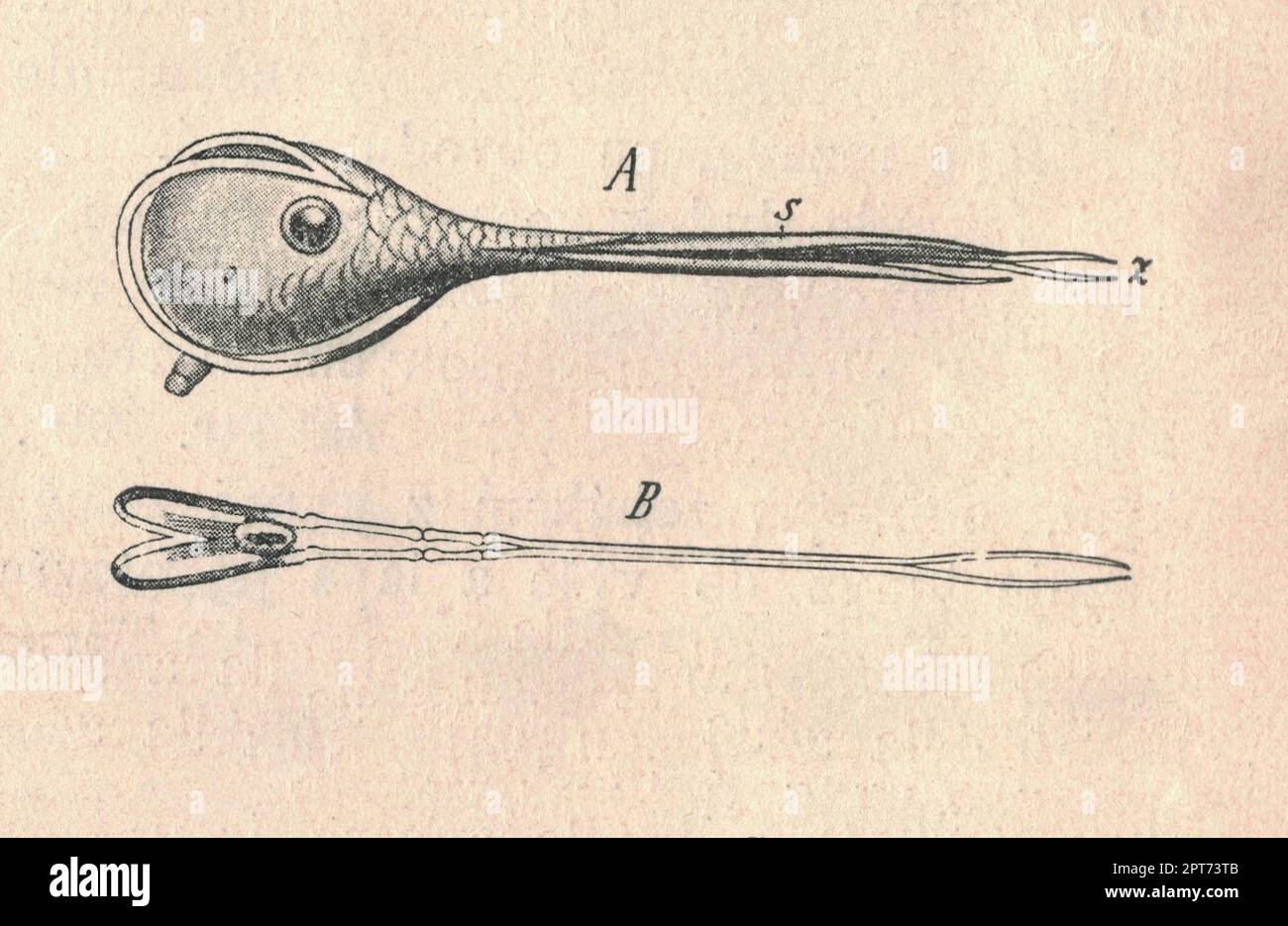 Head and tongue of hummingbird. Antique engraved illustration of the ...