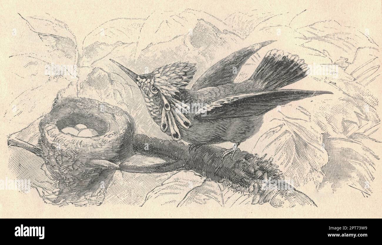 Antique engraved illustration of the hummingbird. Vintage illustration ...