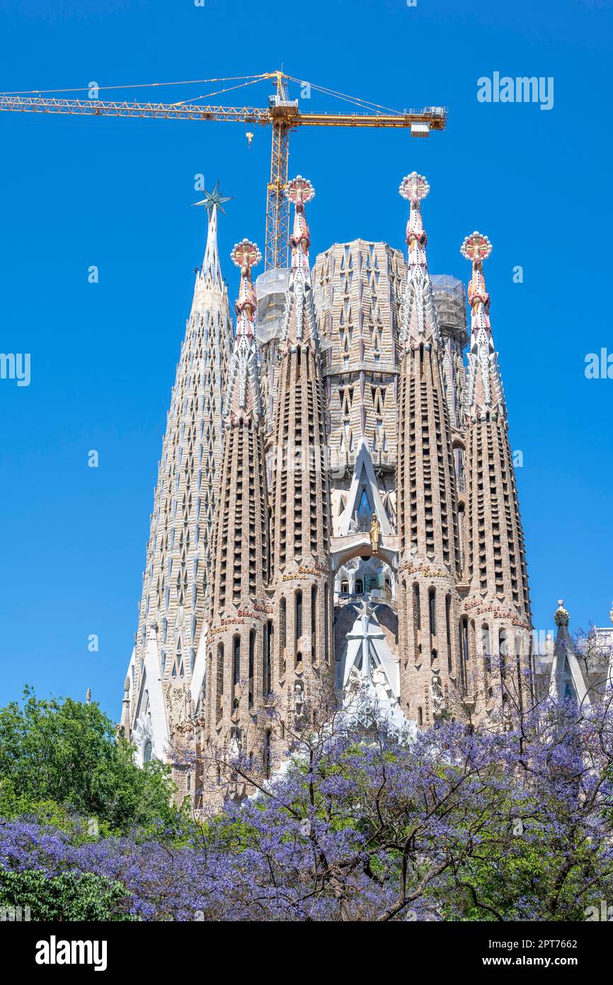 Exterior view with blossoming spring tree, Sagrada Familia, Expiatory ...