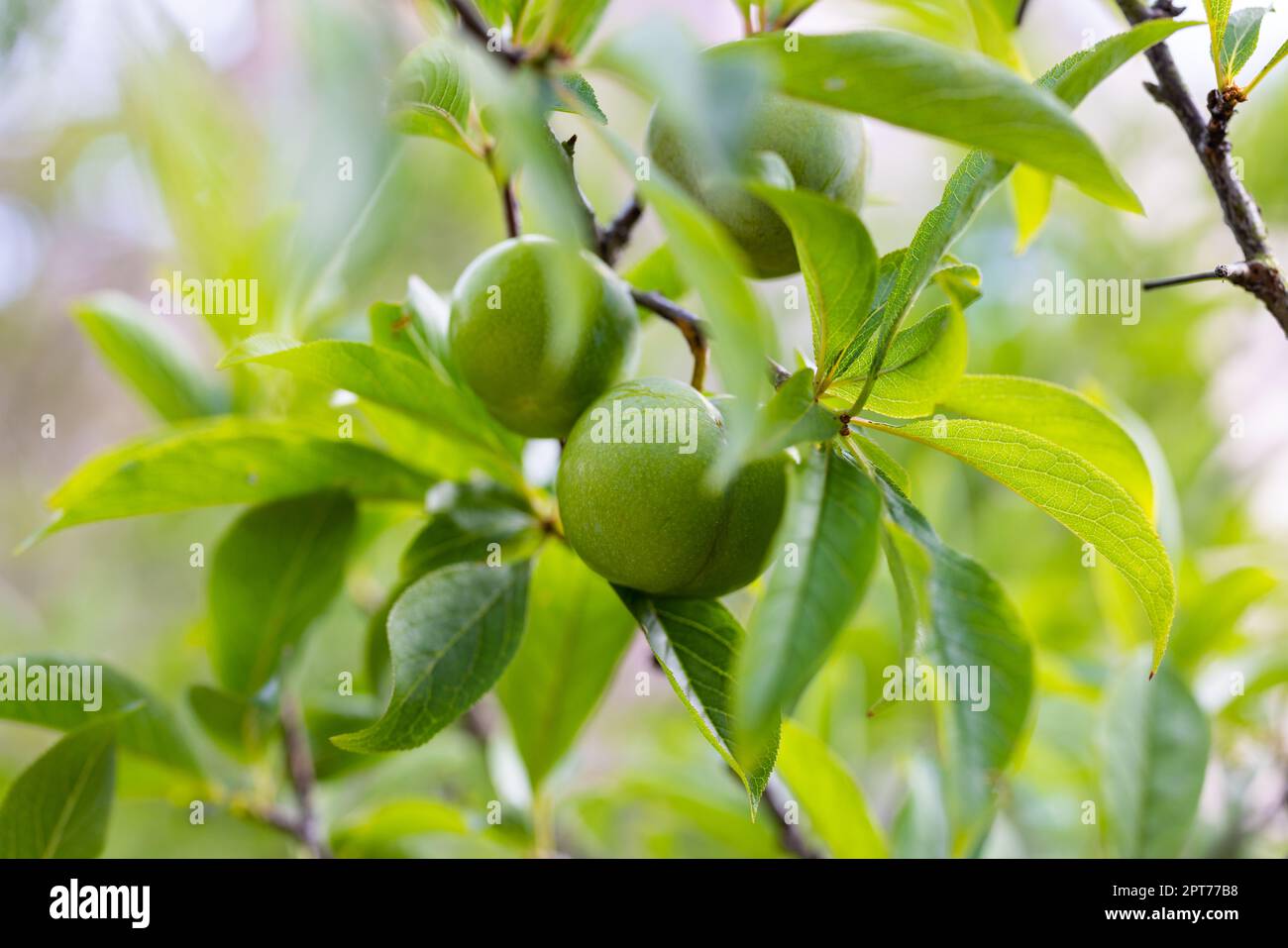Fruit greengage on the tree Stock Photo - Alamy