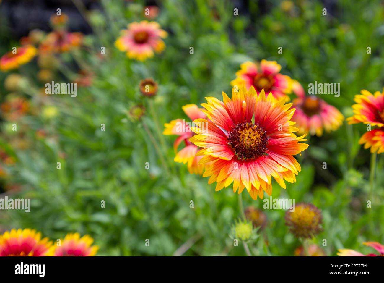 Daisy flower field in the garden Stock Photo - Alamy