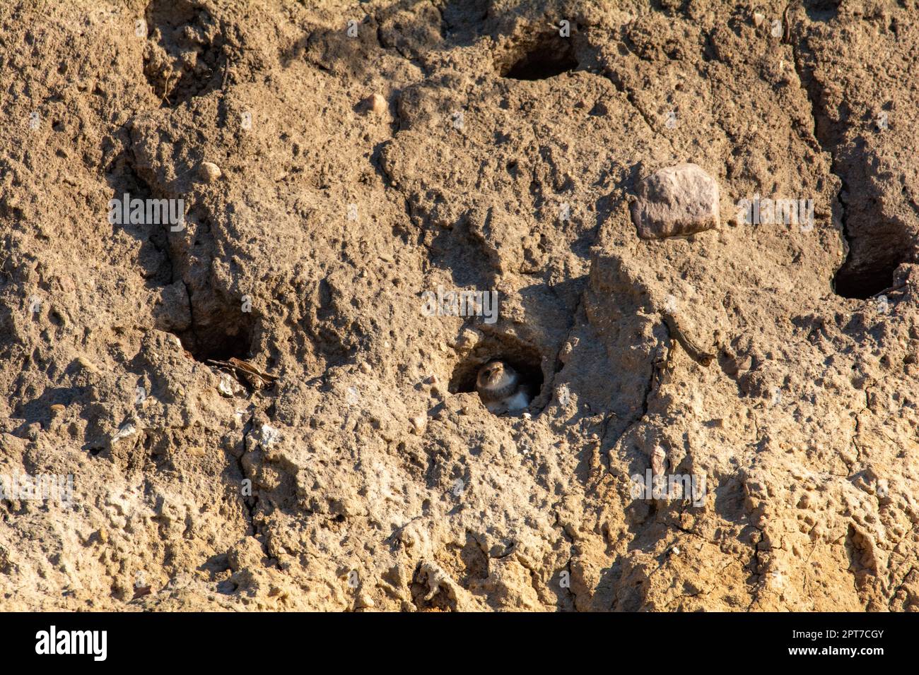 Sand Martins ( Riparia riparia ) chicks in breeding caves on the cliffs ...