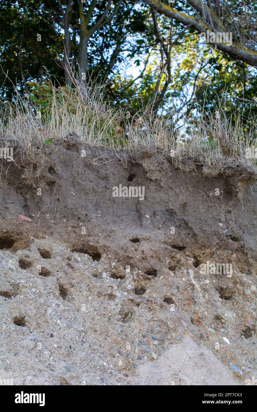 Nesting caves of Sand Martins ( Riparia riparia ) on the steep coast of ...