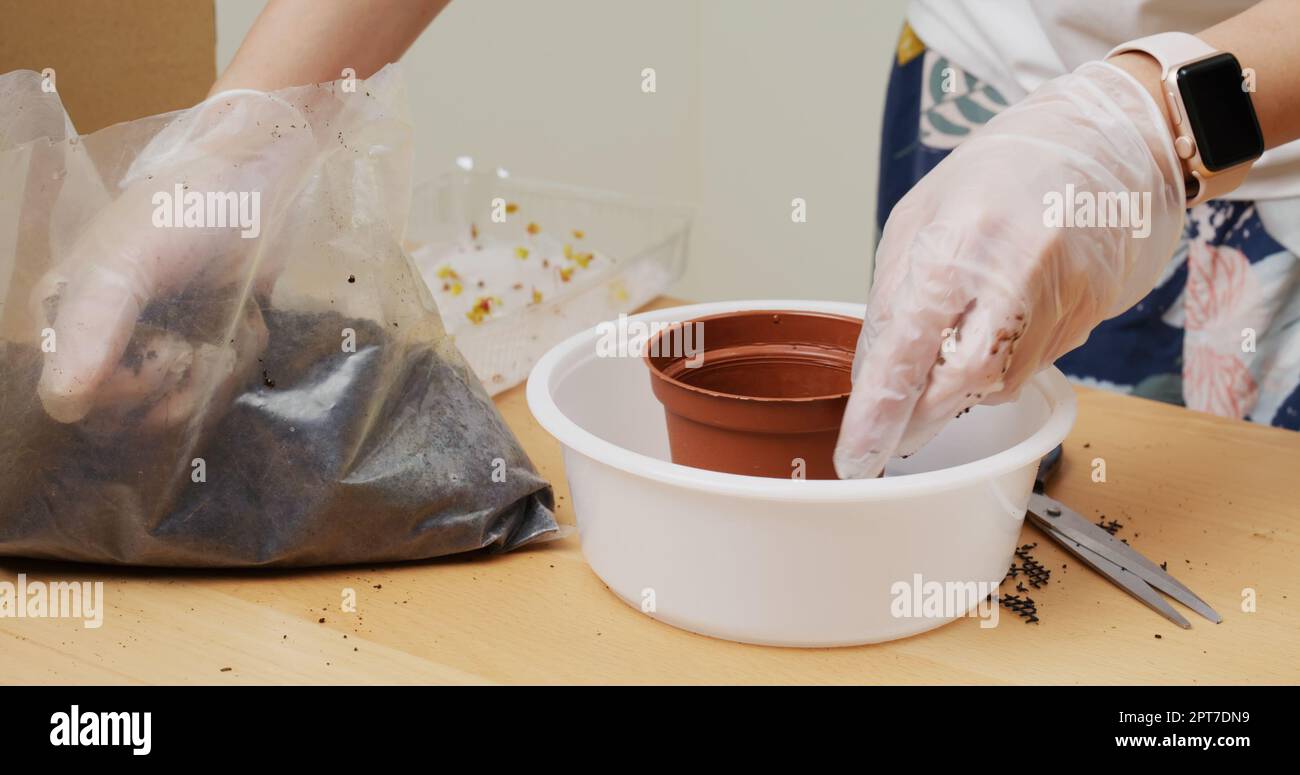 Put soil into the plastic container for plant seeding Stock Photo - Alamy