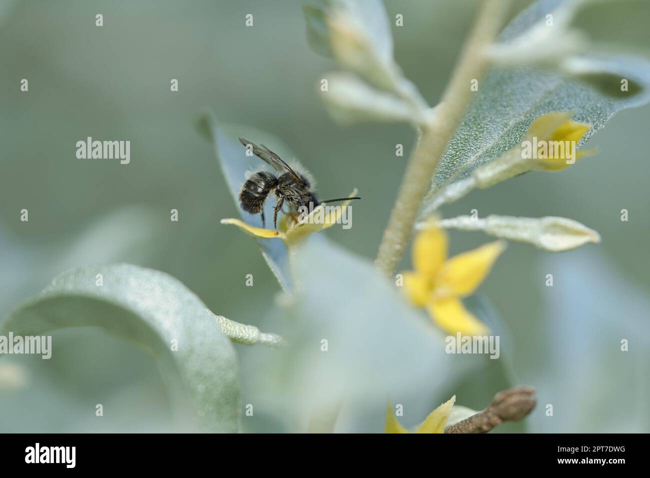 Honey bee collecting nectar on a white flower. Busy insects from nature ...