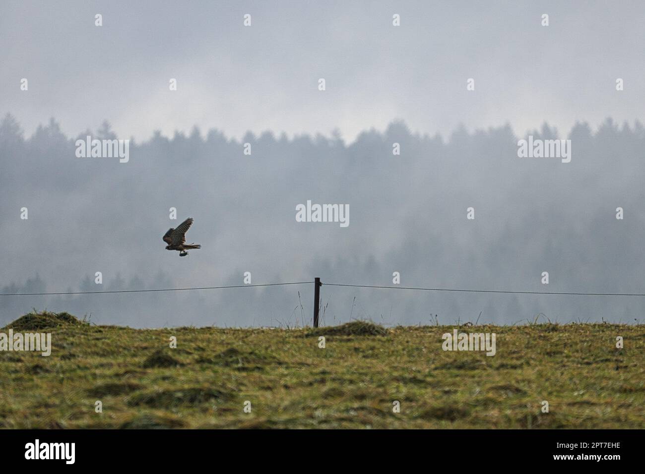 bird of prey that brings its beaten prey away. In the morning during a ...
