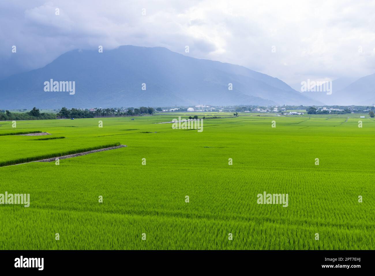 Paddy rice field in Taitung of Taiwan Stock Photo - Alamy