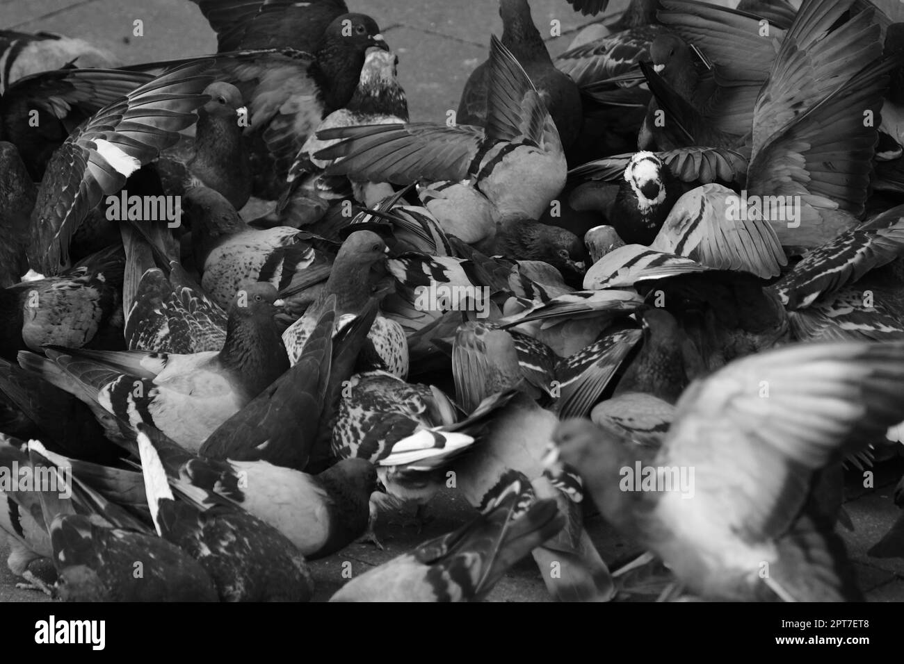 Beautiful shot flock pigeons hi-res stock photography and images - Alamy