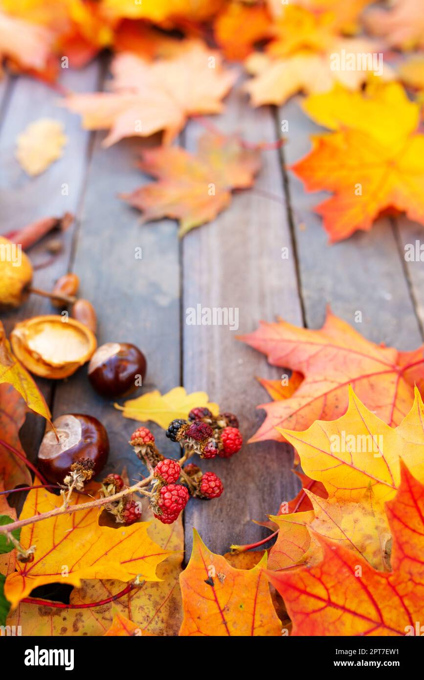Colorful leaves on weathered wood. Autumen foliage with seasonal fruits ...