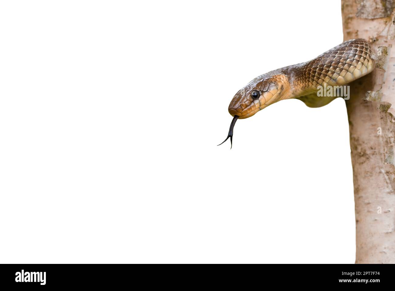 Aesculapian snake, zamenis longissimus, hissing on a branch of tree ...