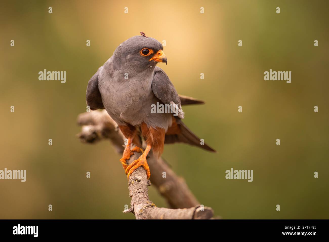 Red-footed falcon, falco vespertinus, male looking into camera while ...