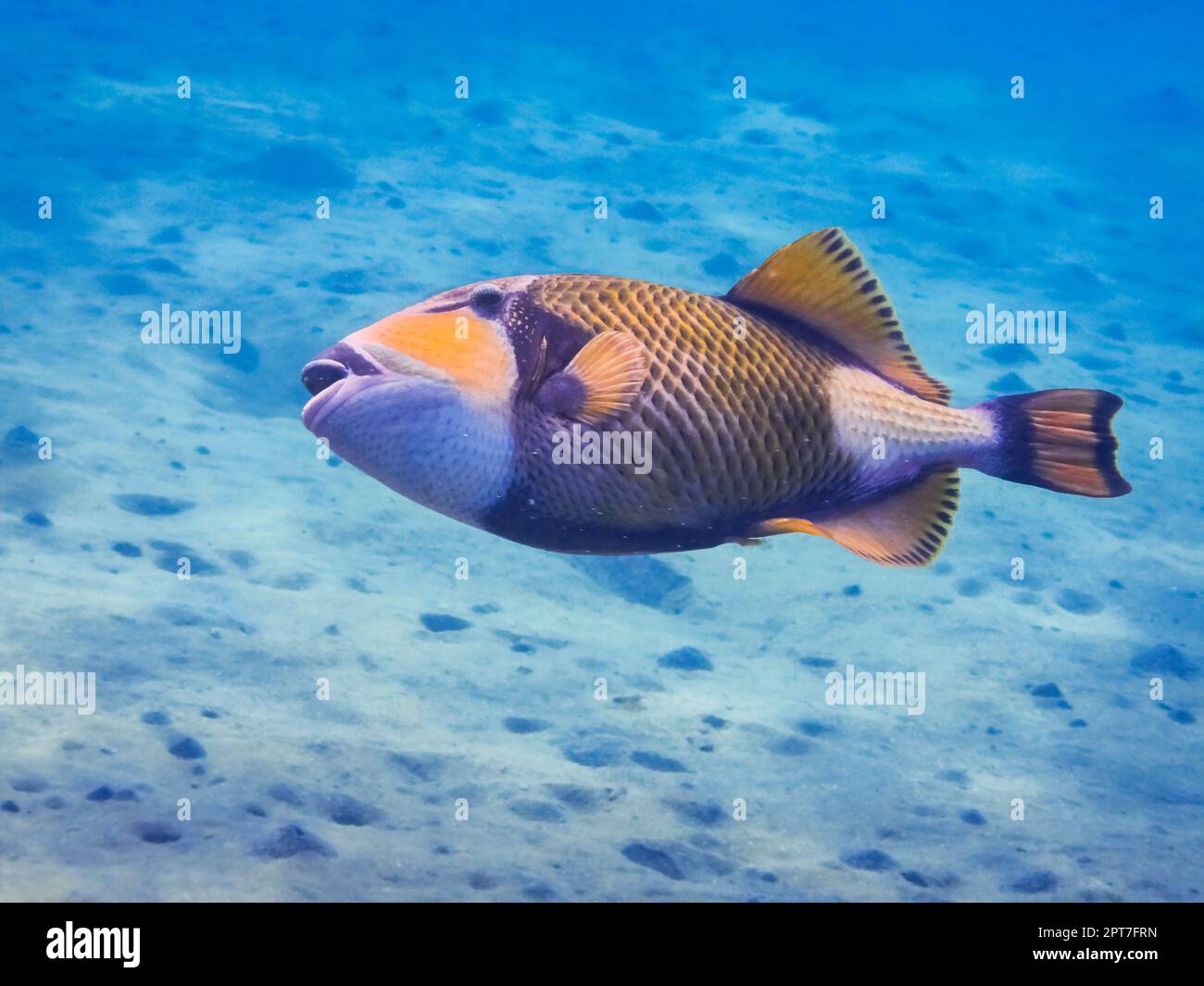 Large triggerfish hi-res stock photography and images - Alamy
