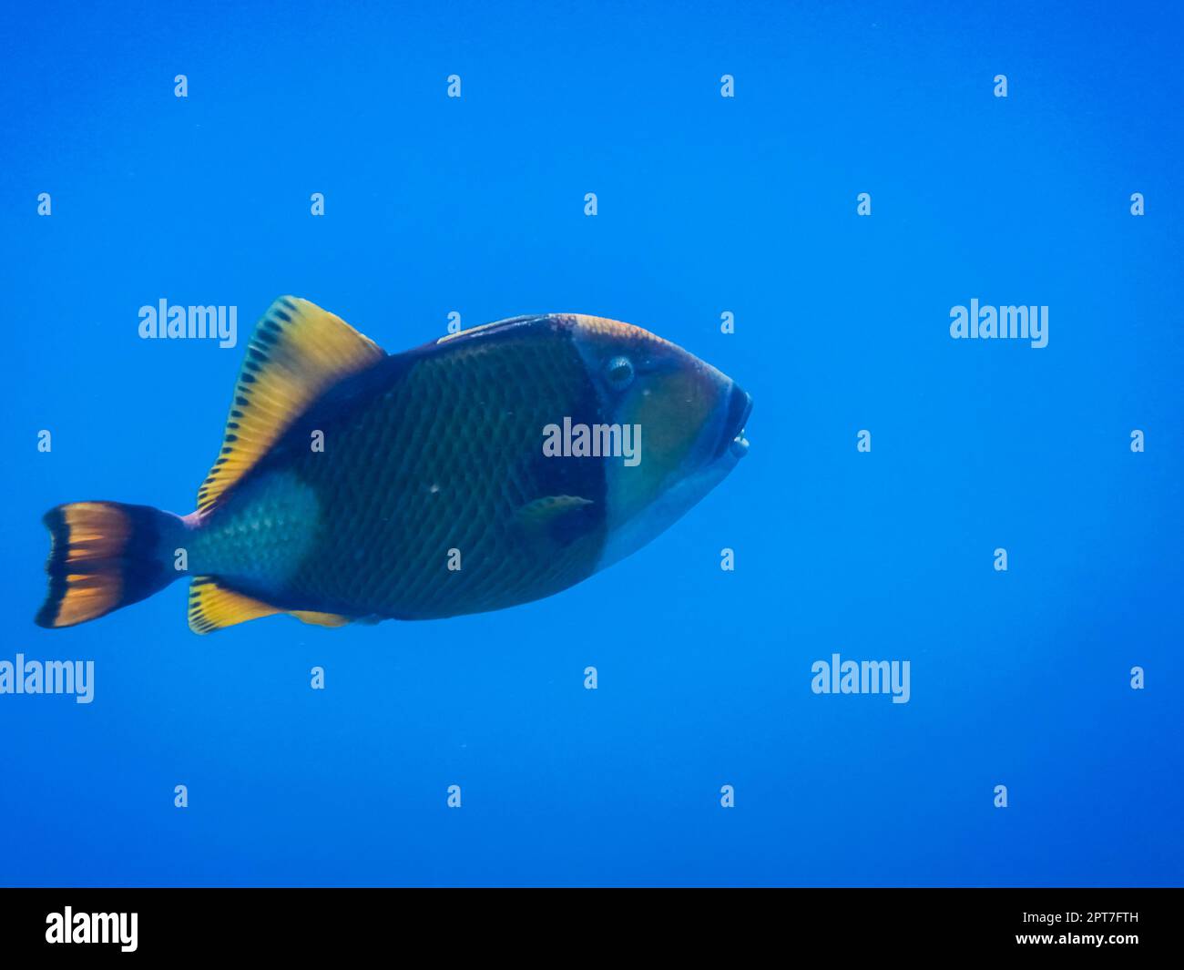 large green triggerfish in deep blue water during diving in egypt Stock ...