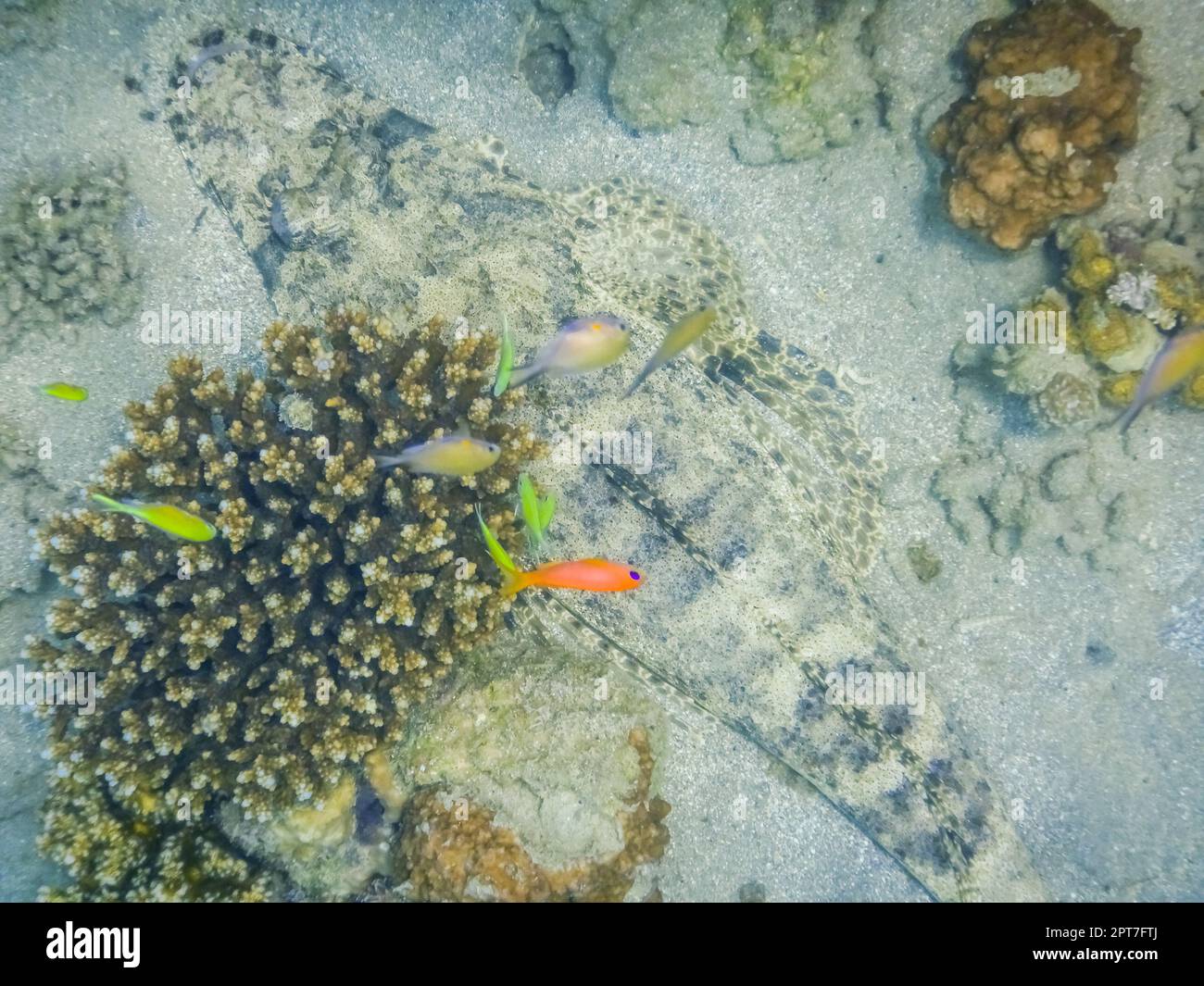 large crocodile fish lies on the seabed between corals in the red sea ...