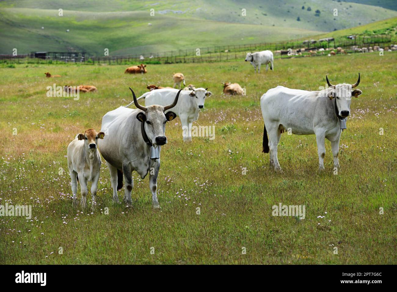 Herd of Abruzzese cattle on Campo Imperatore, Abruzzo, Italy Stock ...