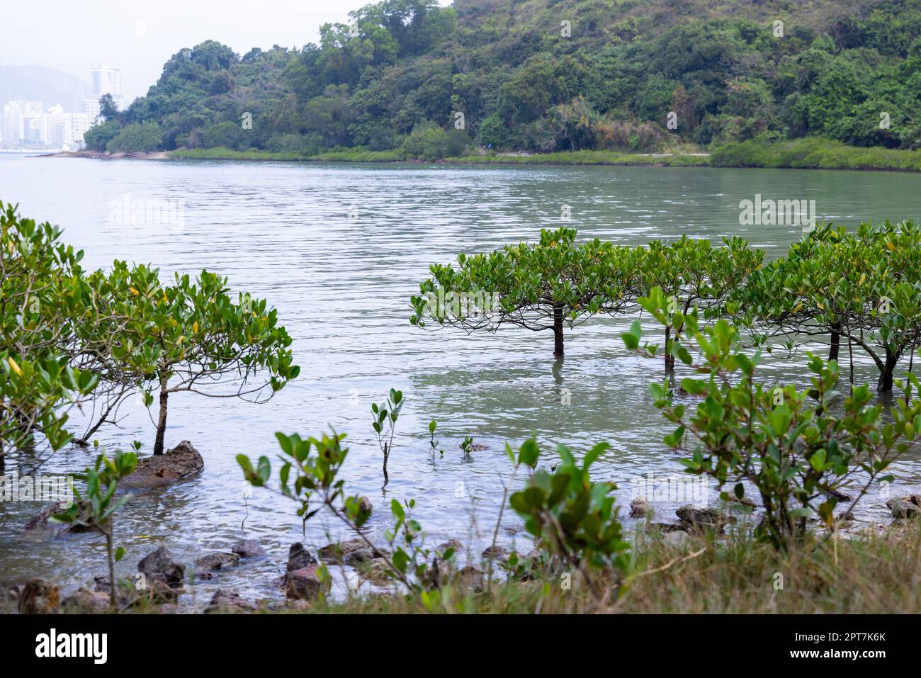 Natural tropical mangrove in water Stock Photo - Alamy