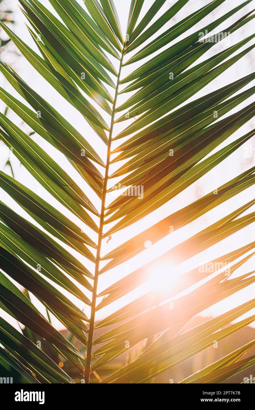 Close Up Of Palm Tree Branch. Sunlight Sun Rays Shine Through Green ...