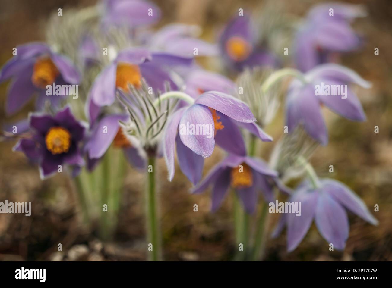 Belarus. Beautiful Wild Spring Flowers Pulsatilla Patens. Flowering ...