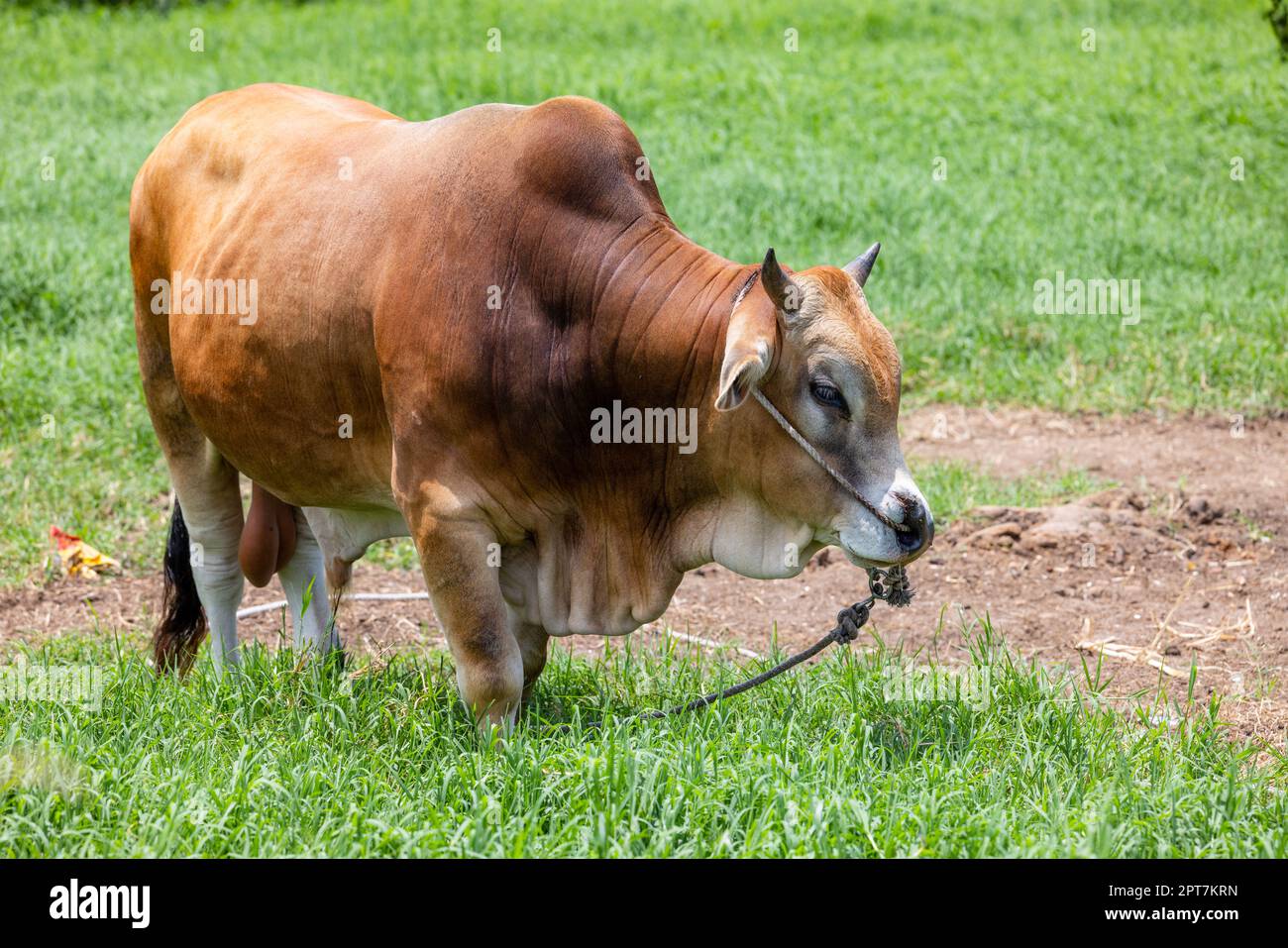 Cows taiwan hi-res stock photography and images - Alamy