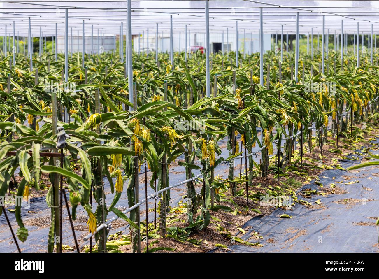 Dragon fruit farm in greenhouse Stock Photo - Alamy