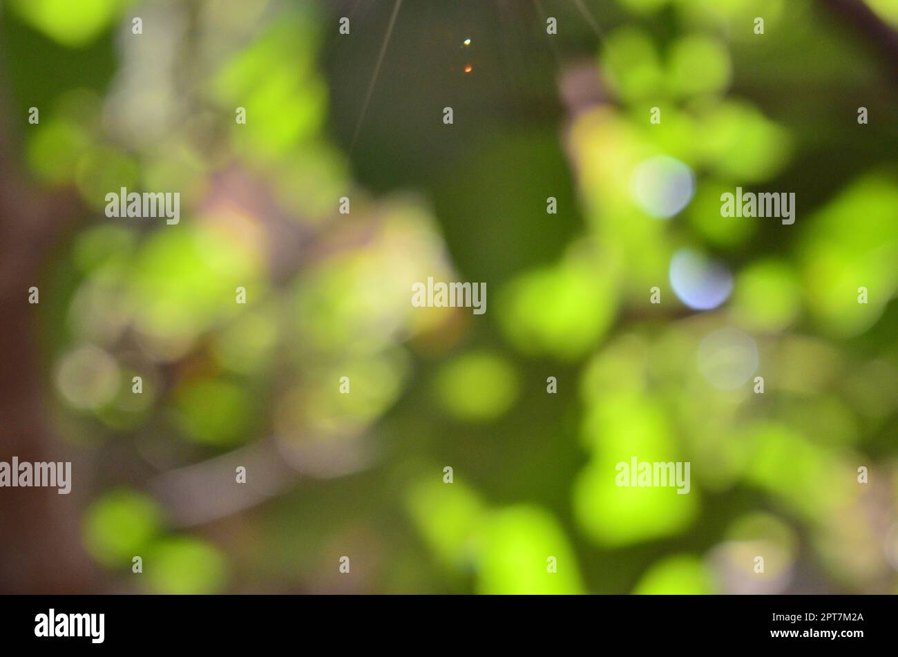 Blurry green forest in the morning with sun flare Stock Photo - Alamy