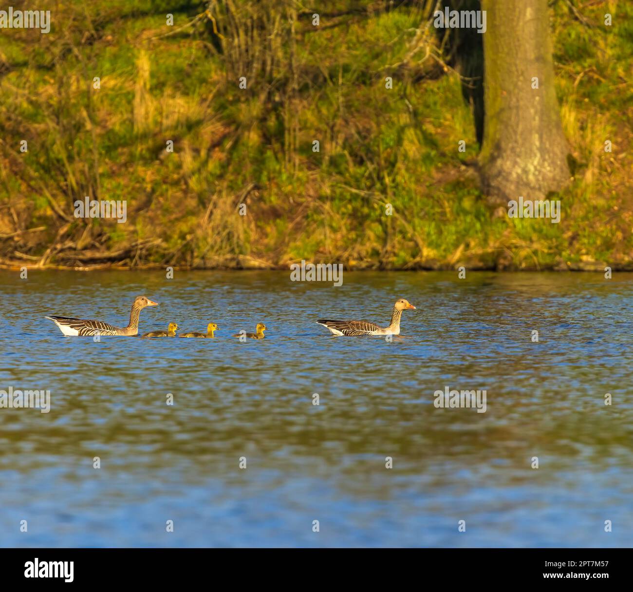 Great Goose, (Anser anser), Southern Bohemia, Czech Republic Stock ...