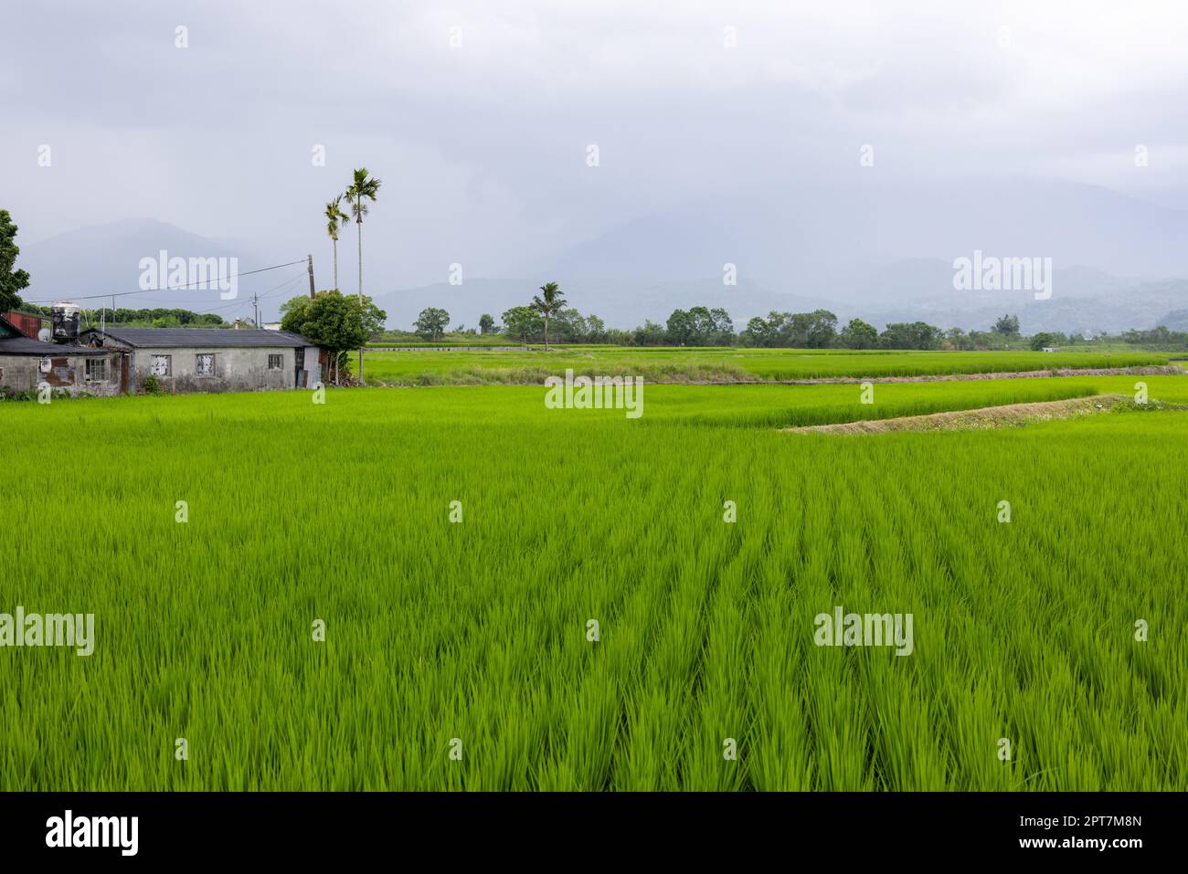 Paddy rice field in Yuli of Hualien in Taiwan Stock Photo - Alamy