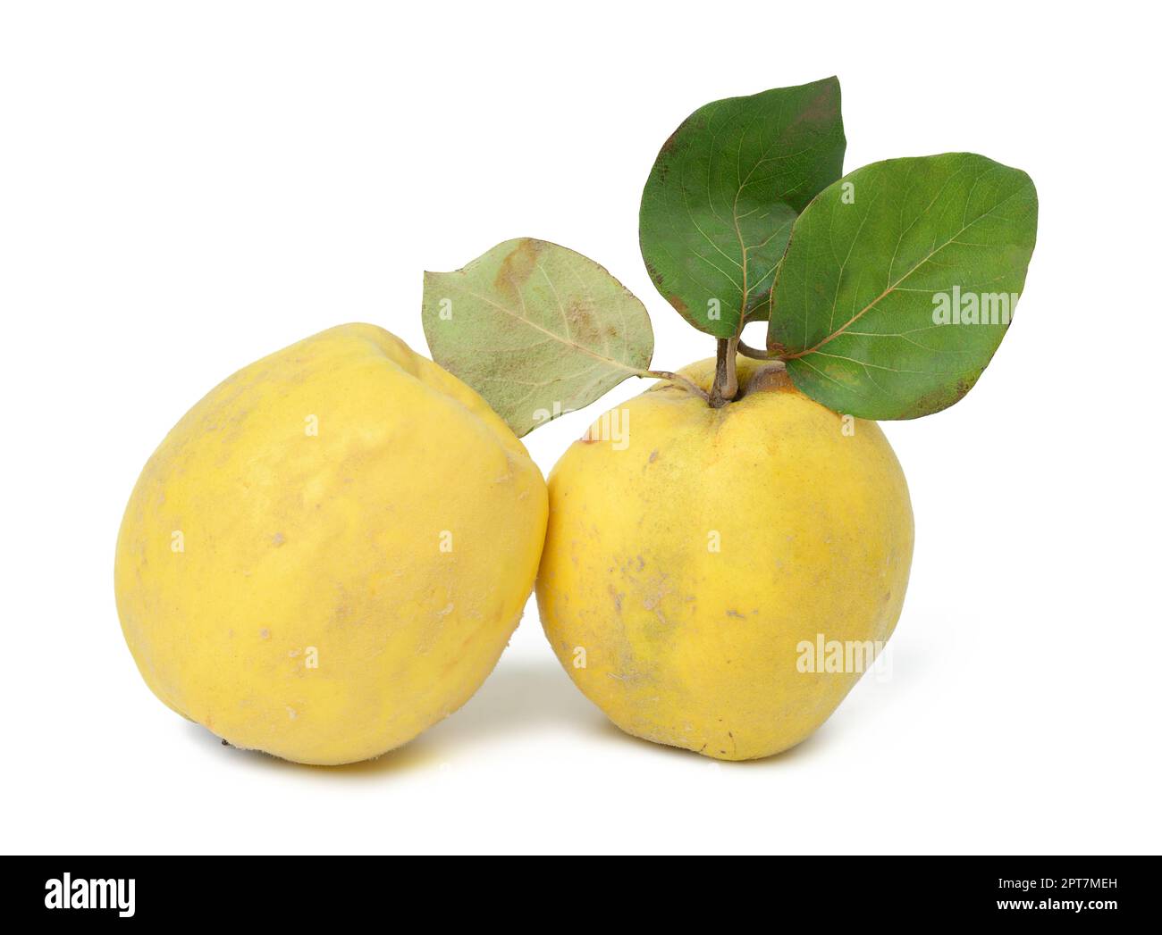 Ripe yellow quince fruits isolated on white background Stock Photo - Alamy