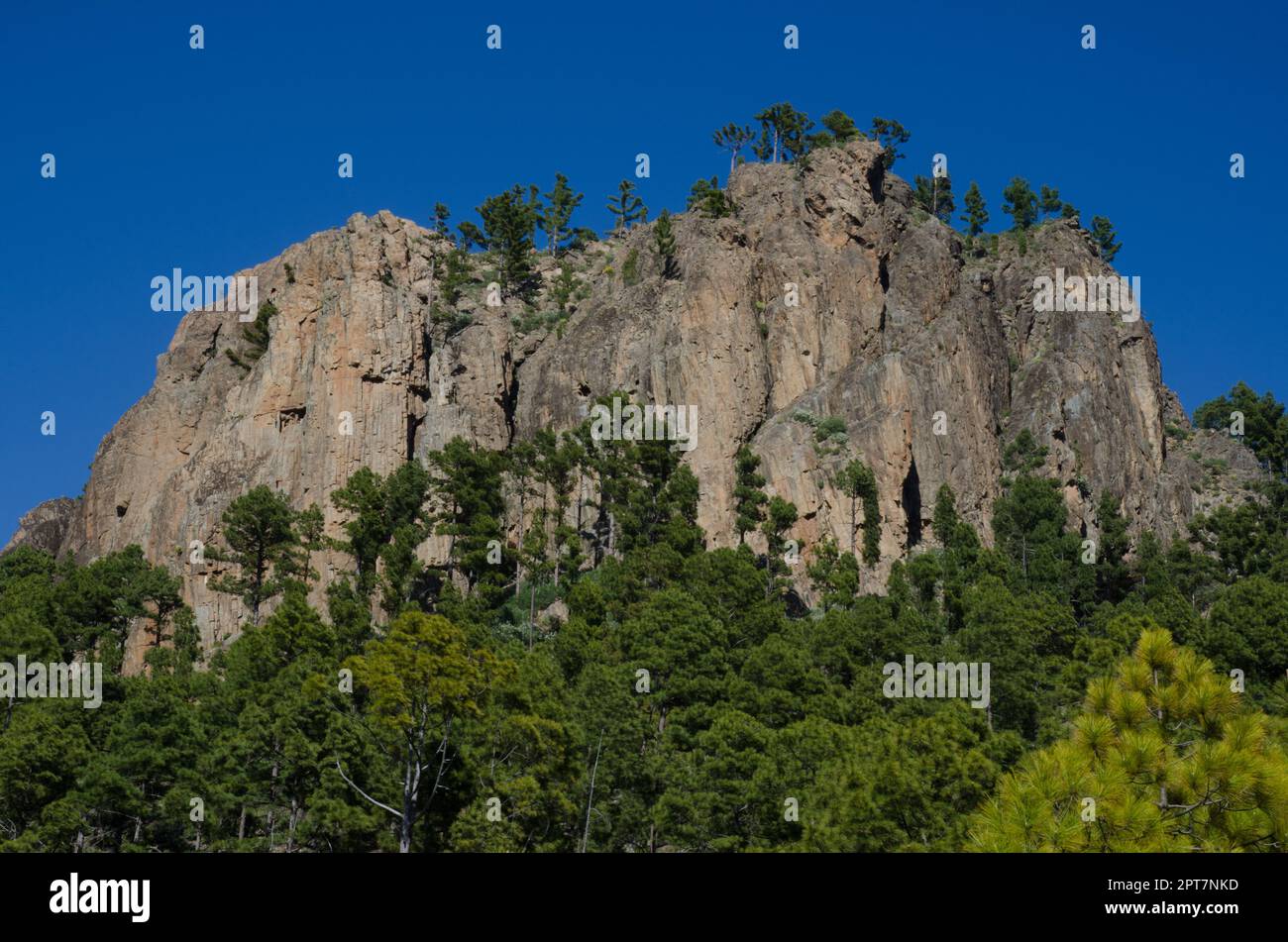 Morro de Pajonales cliff and forest of Canary island pine Pinus ...