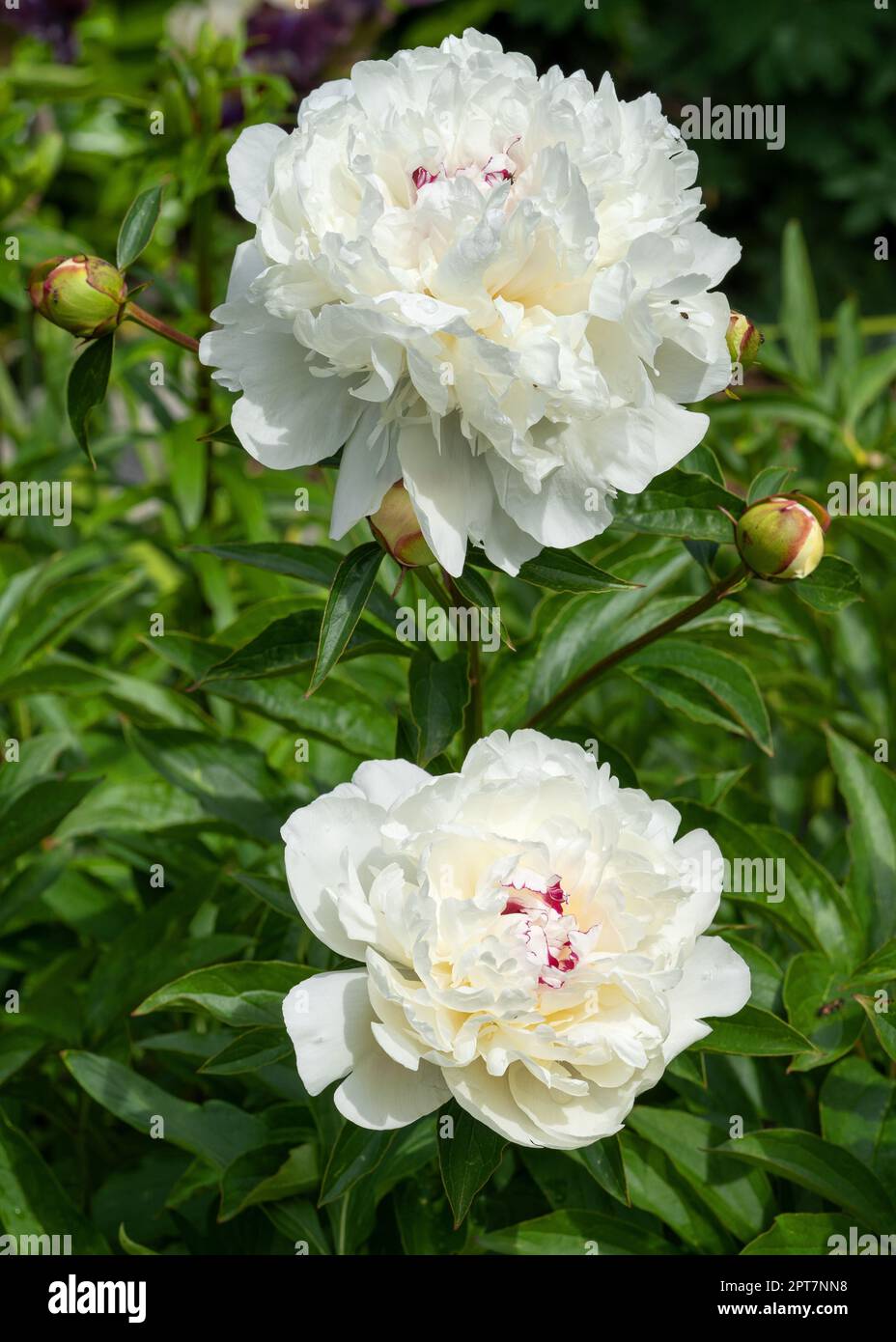 Close up image of Peony (Paeonia lactiflora), flowers of summer Stock ...