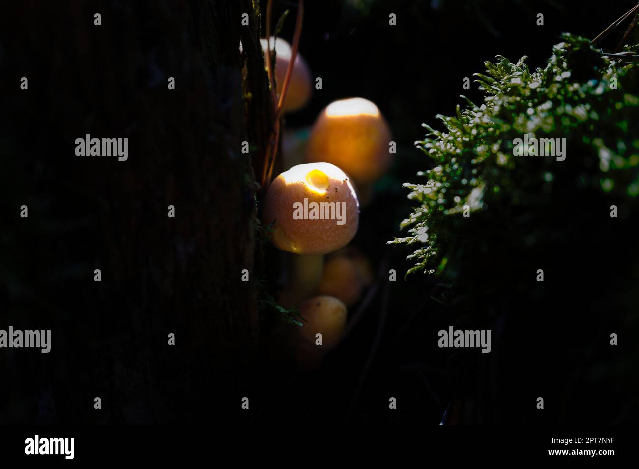 Orange mushrooms between a tree root understands. Immersed in habitat ...