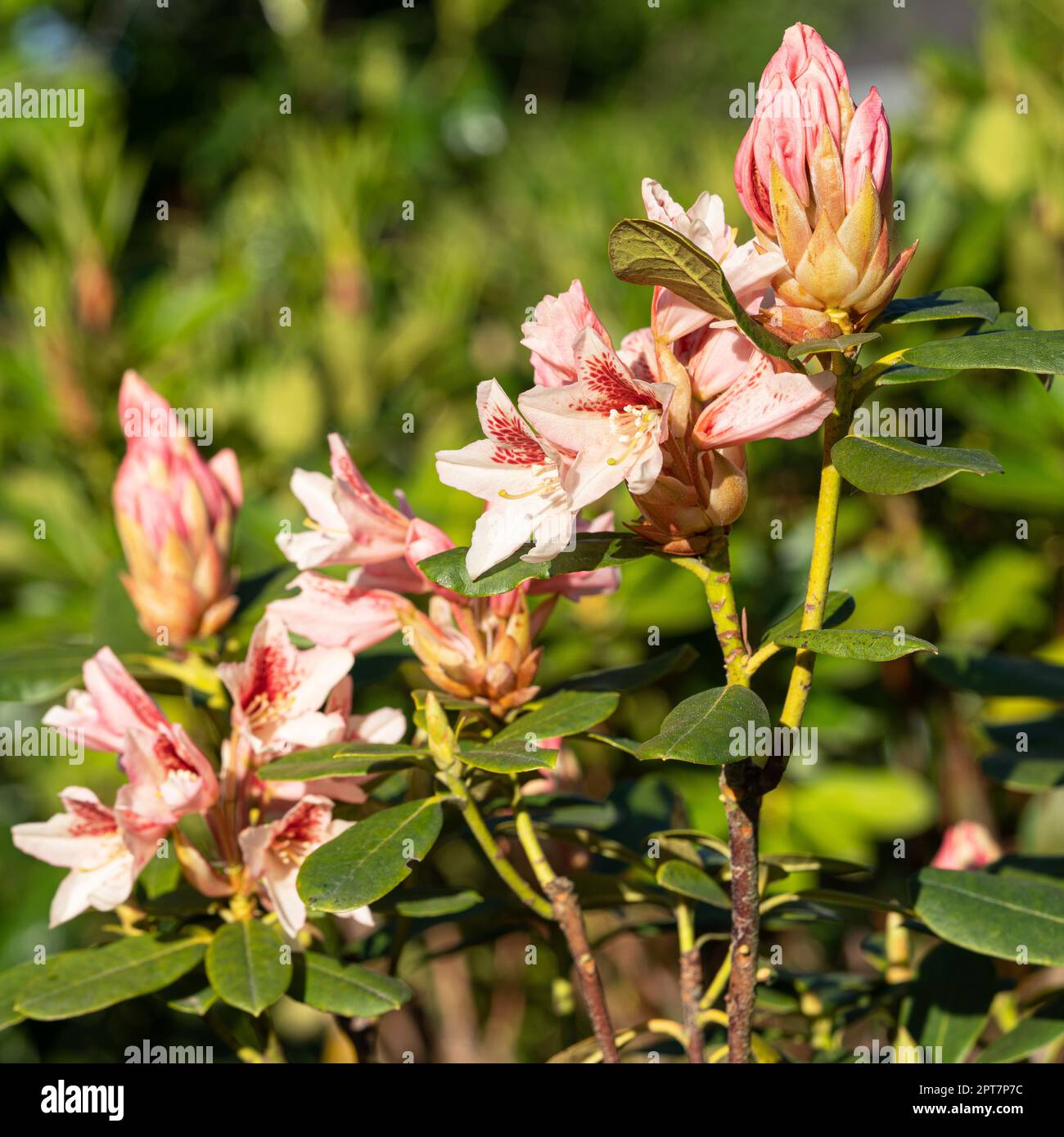 Rhododendron Hybrid (Rhododendron hybrid), close up of the flower head ...