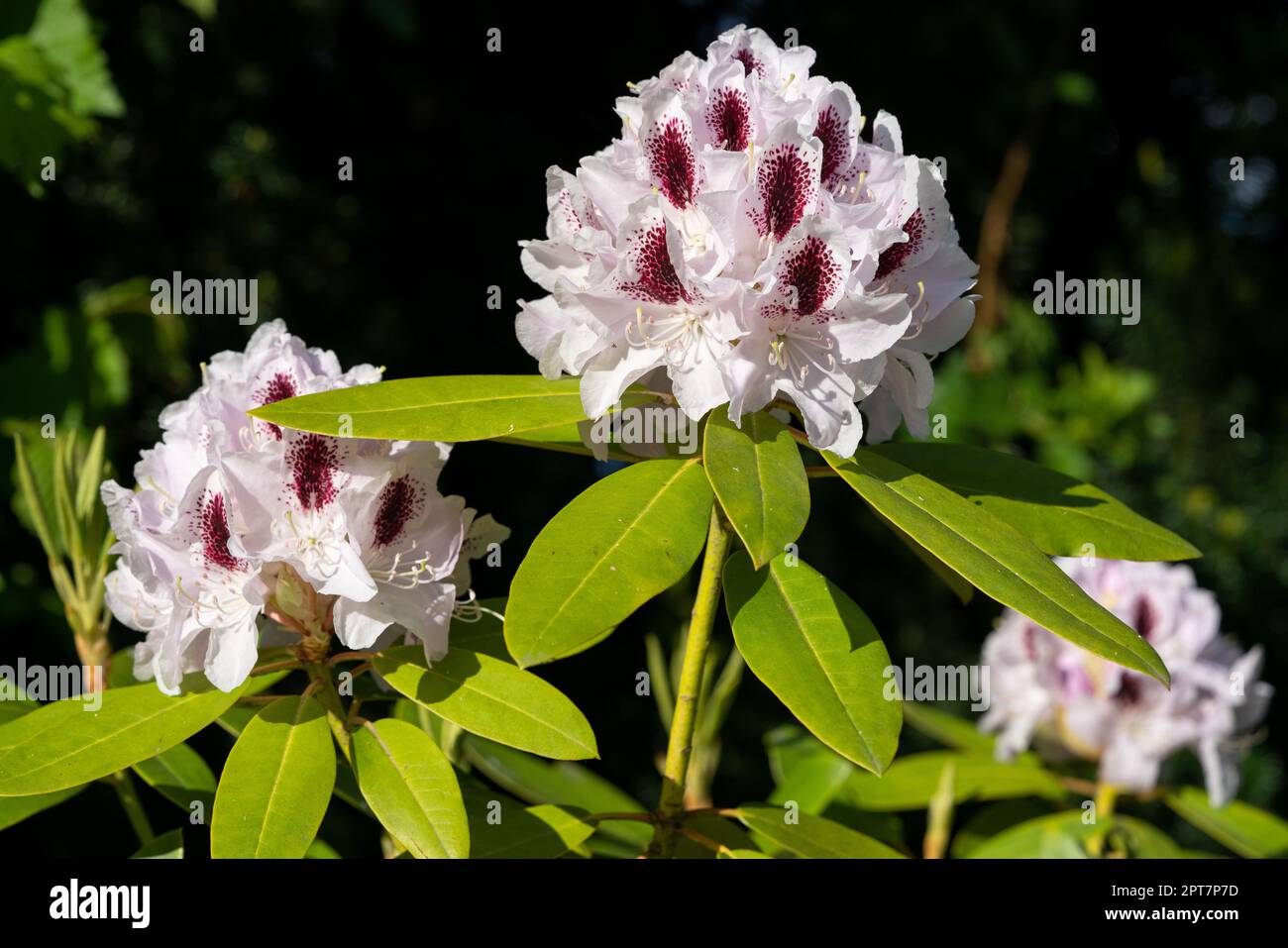 Rhododendron Hybrid (Rhododendron hybrid), close up of the flower head ...