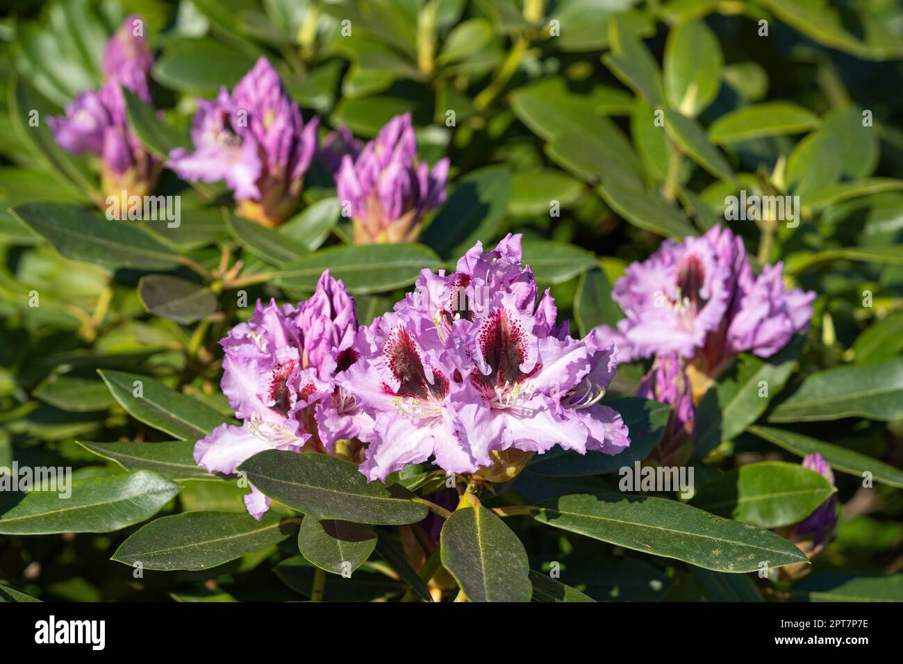 Rhododendron Hybrid (Rhododendron hybrid), close up of the flower head ...