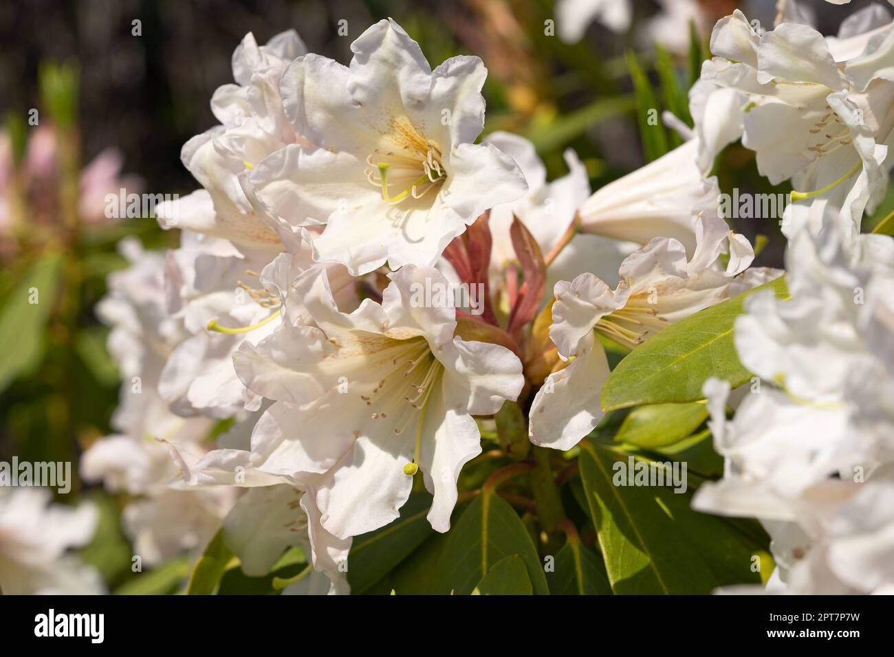 Rhododendron Hybrid (Rhododendron hybrid), close up of the flower head ...
